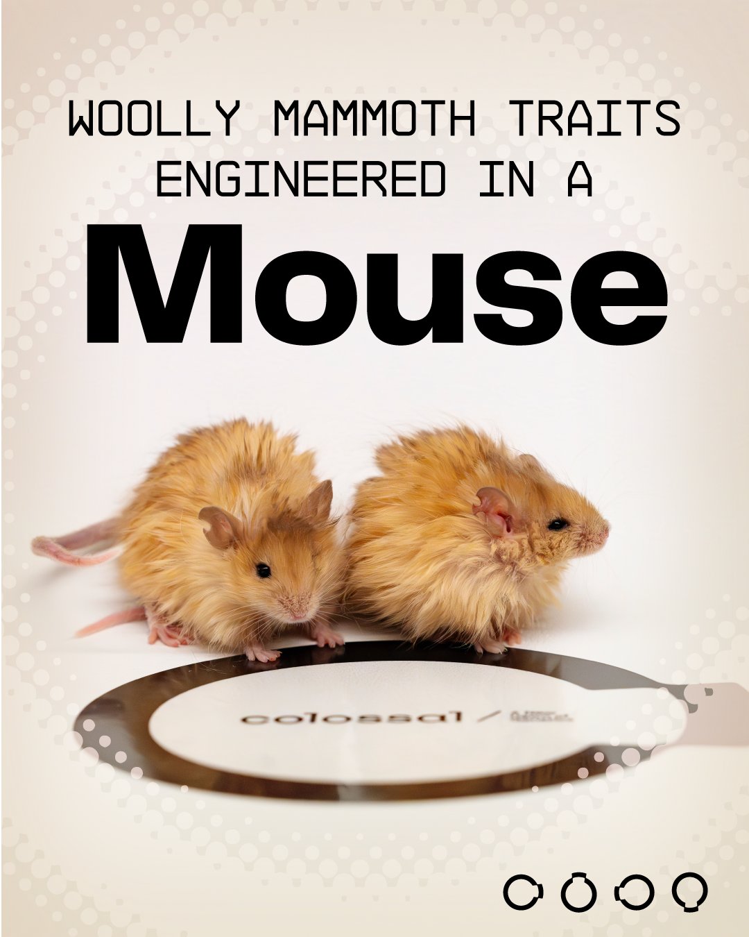 チャールズ・ホスキンソン氏動画「woolly mouse」要約・全翻訳：ウーリーマウス誕生！遺伝子工学が生み出す新たな生命：合成生物学と暗号 ...